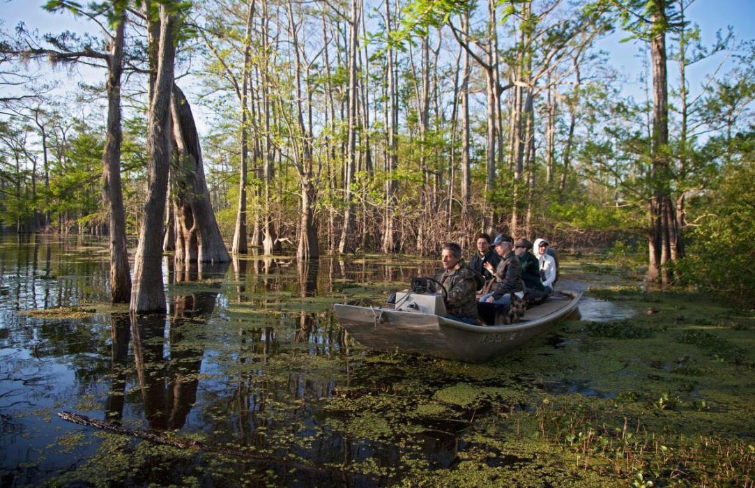 Guided Swamp Tour in Baton Rouge, LA | Last Wilderness Swamp Tours