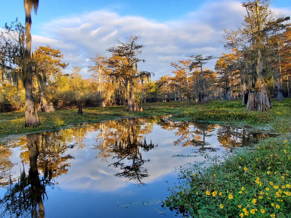 Last Wilderness Swamp Tours | Swamp Tours in Baton Rouge , LA